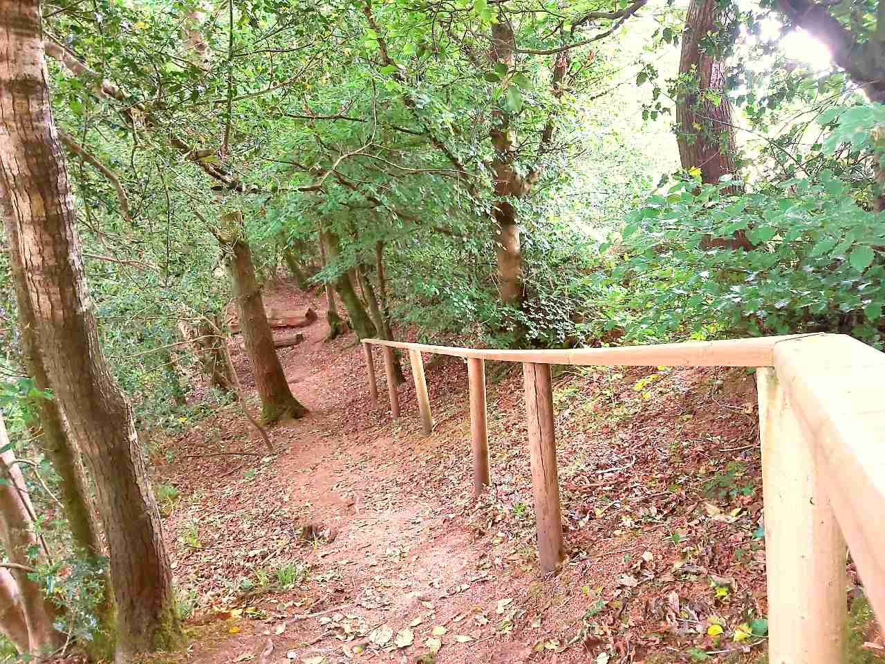 Ballyfad Wood Walk - Coolgreany